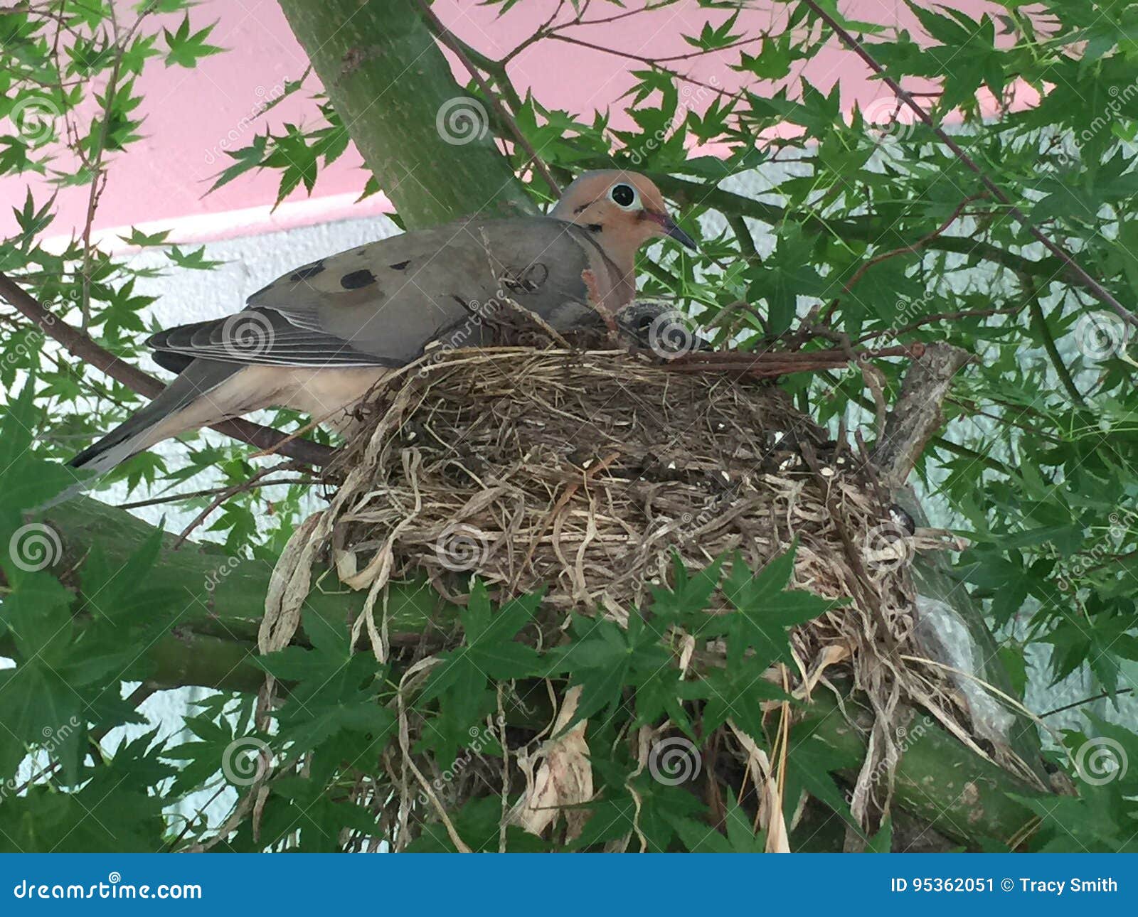 Nesting bird in tree stock image. Image of nest, bird - 95362051