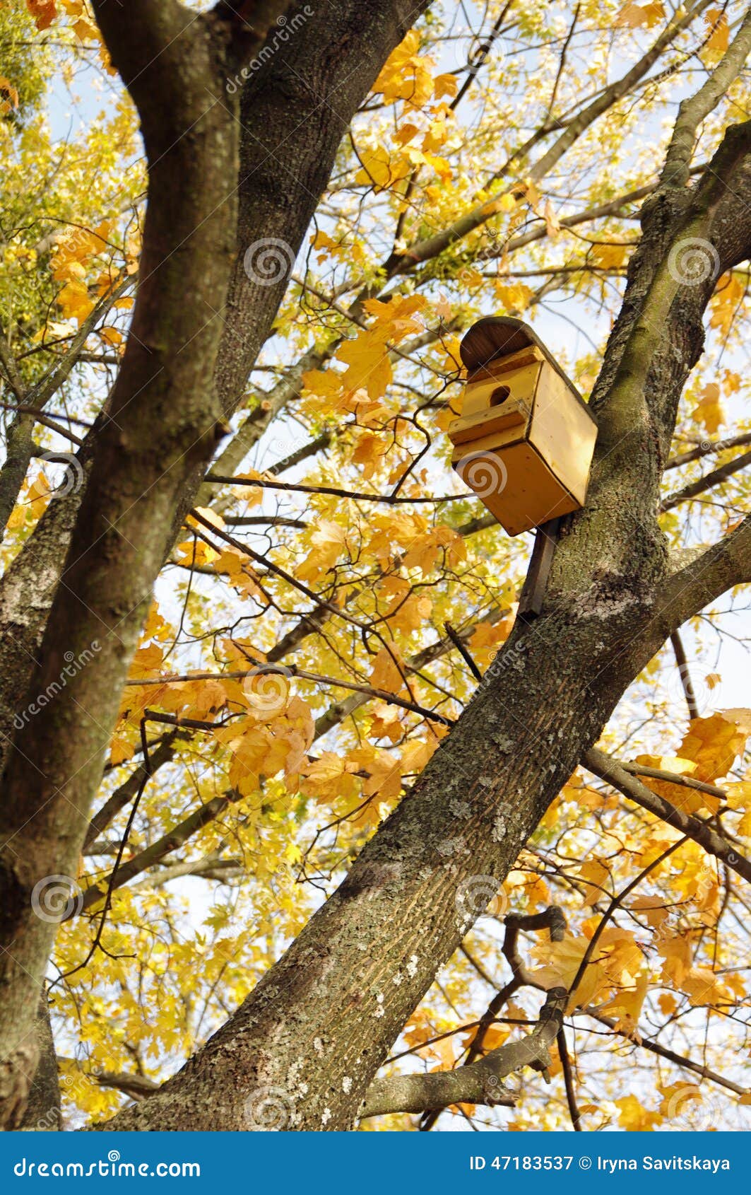 Nesting Box on an Autumn Tree Stock Image - Image of bird, branch: 47183537