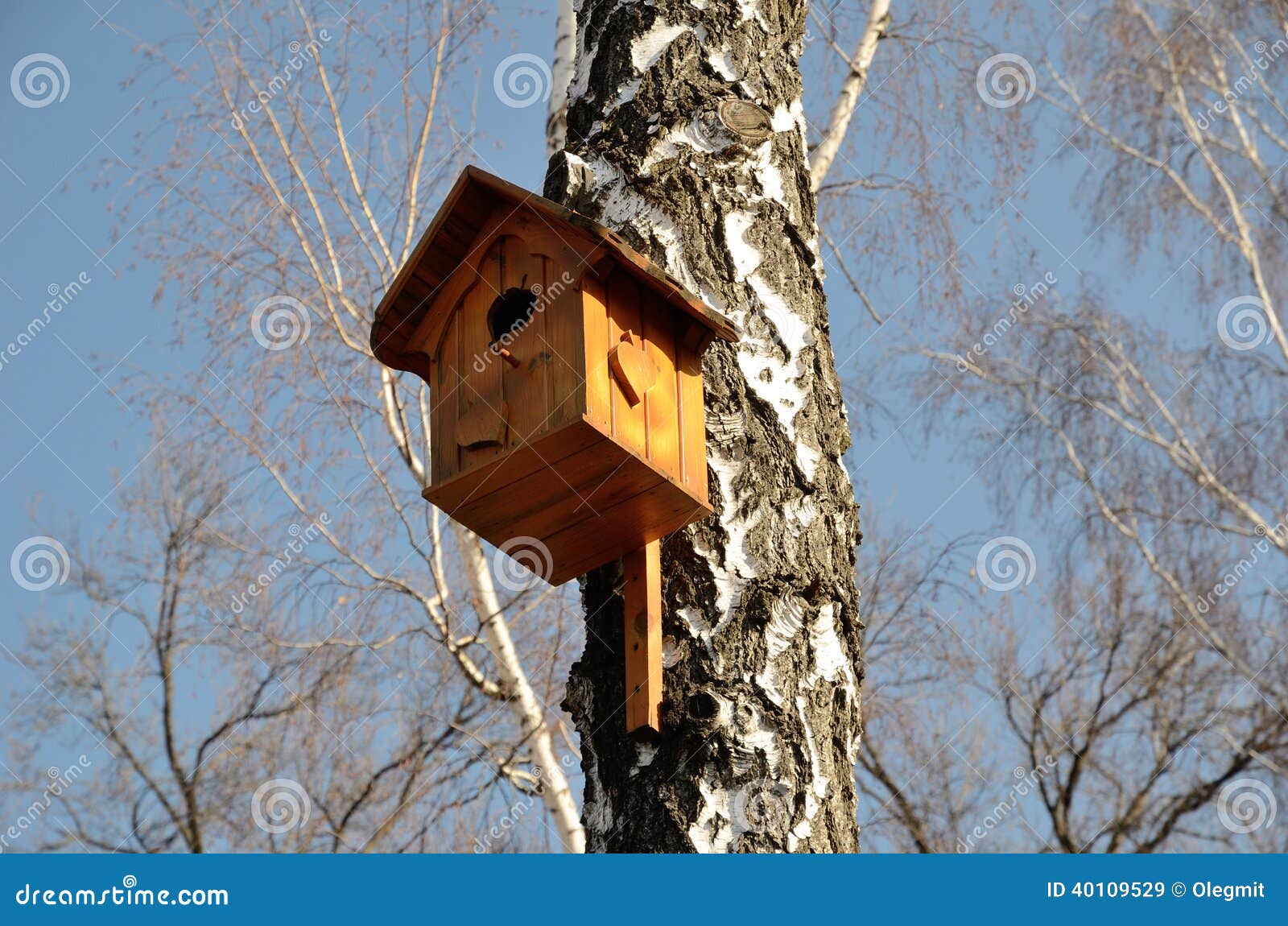 Nesting box on the birch stock image. Image of tree, birds - 40109529
