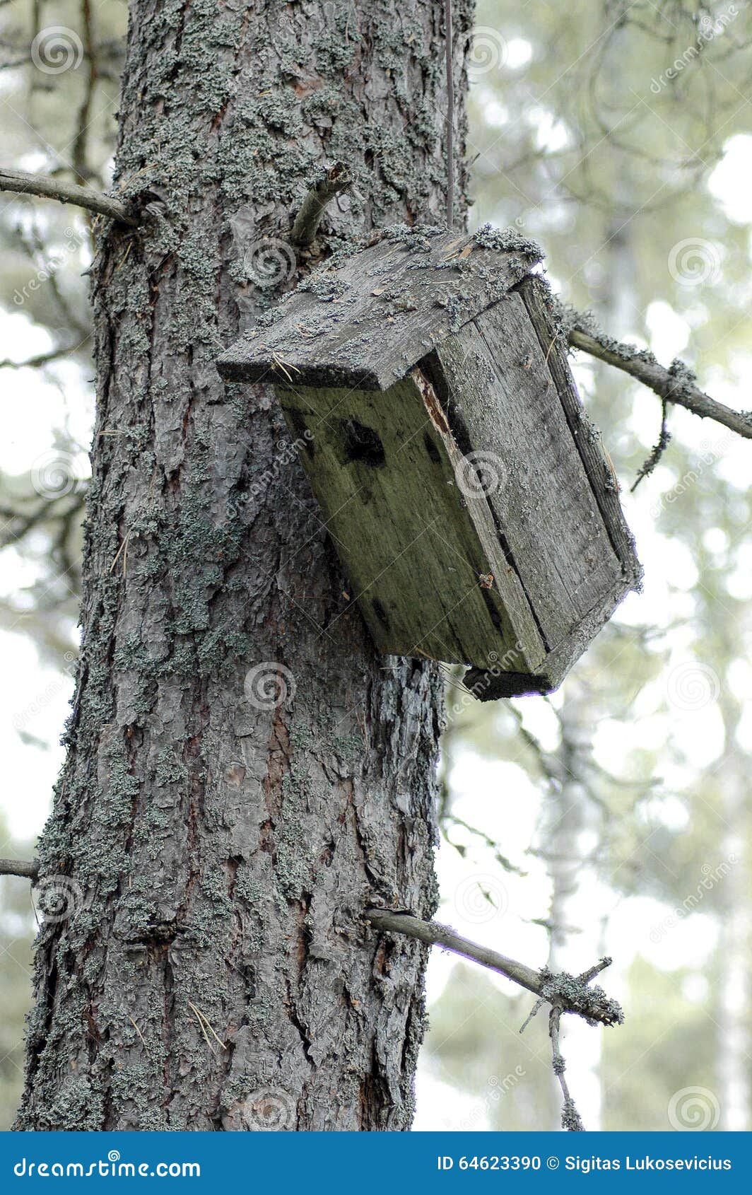 Nesting-box stock photo. Image of home, green, natural - 64623390