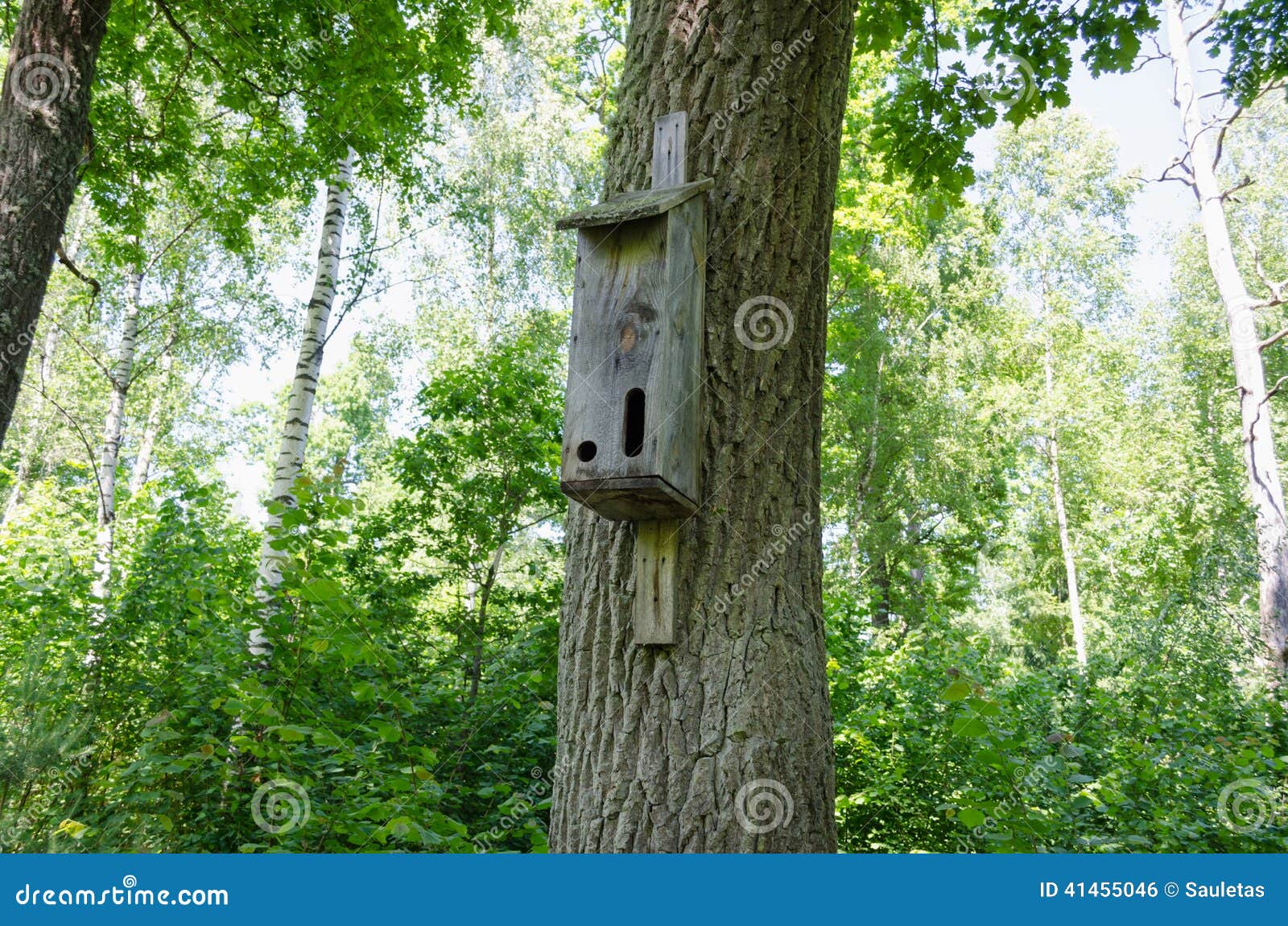 Nesting Box with Two Manhole on Birch in Forest Stock Photo - Image of ...