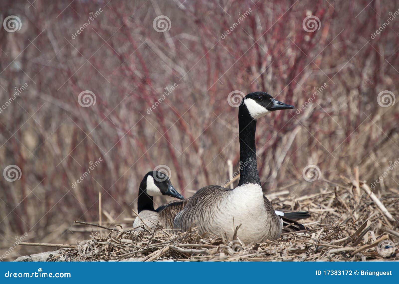 Nesting Canada Geese stock photo. Image of sitting, nest - 17383172