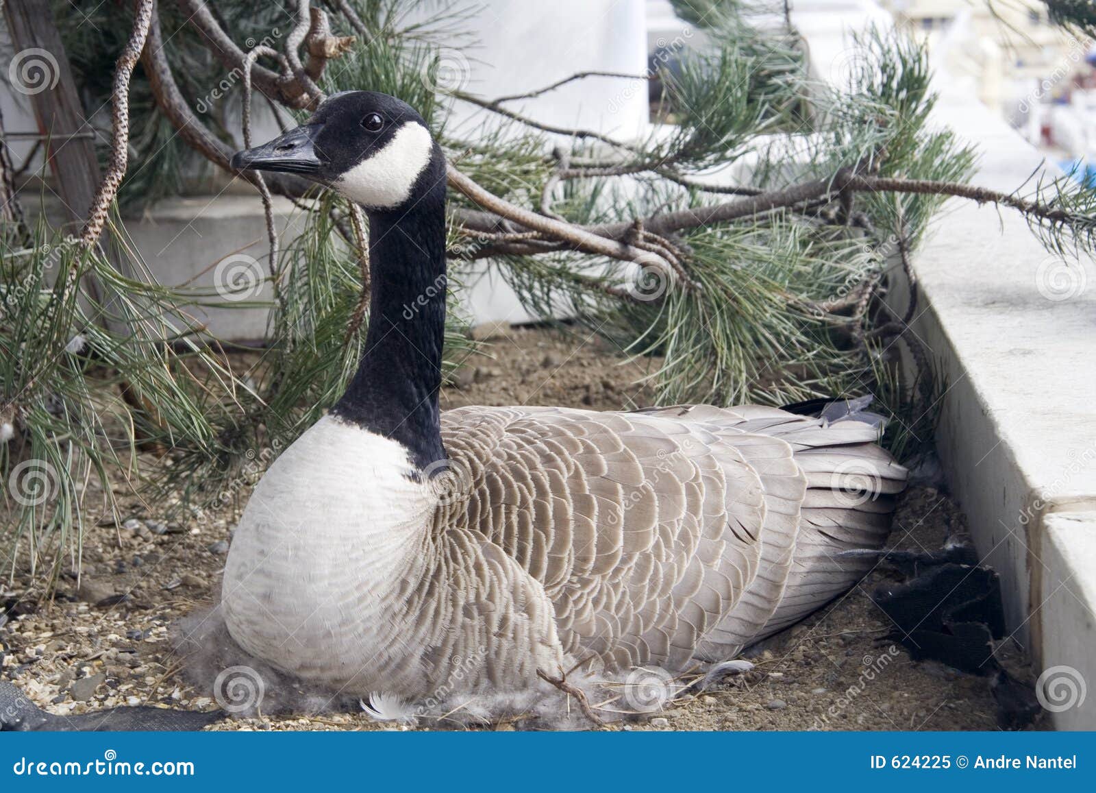 Nesting Canada Goose stock image. Image of goose, vancouver - 624225