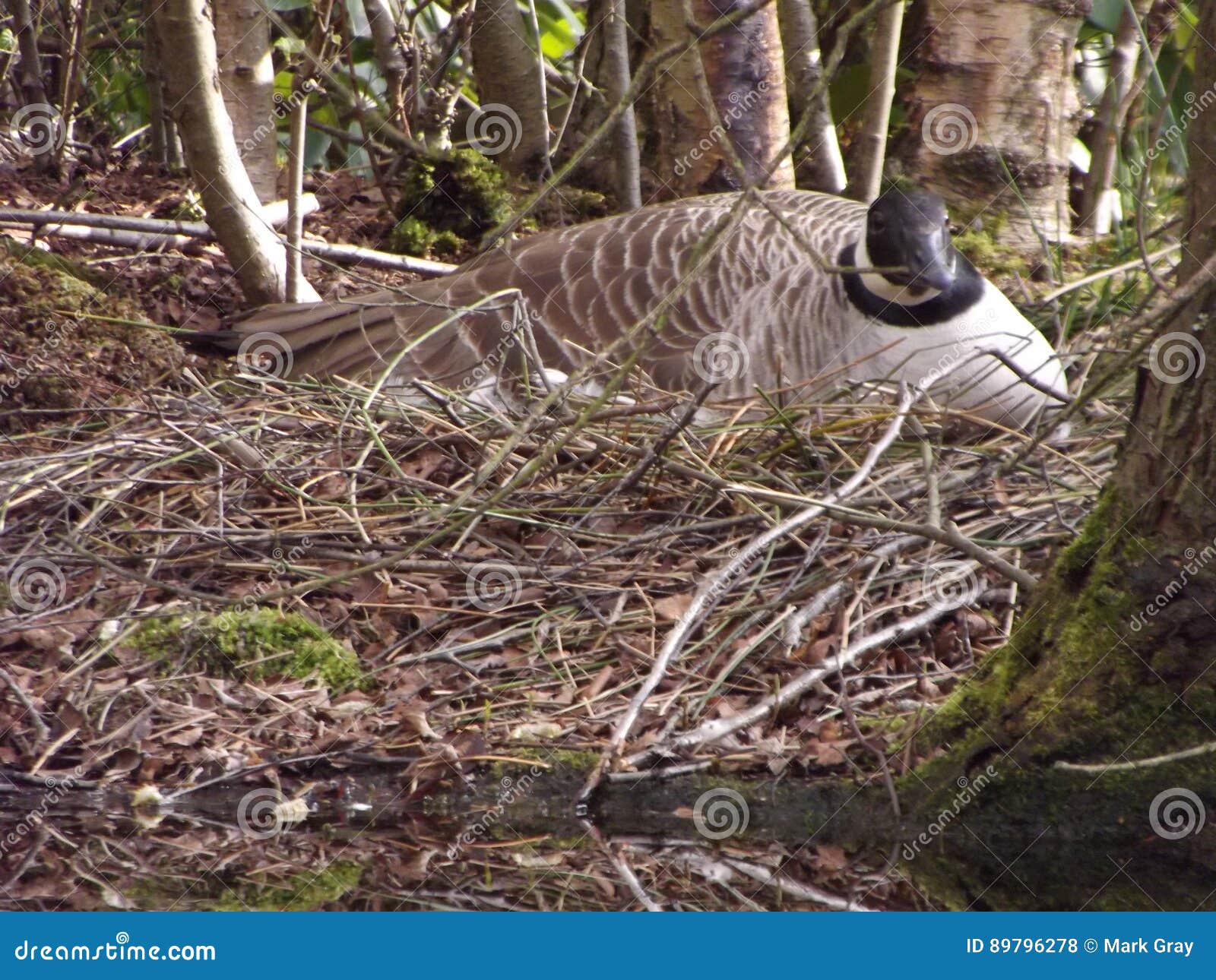 Nesting Canada Goose stock photo. Image of canada, nesting - 89796278