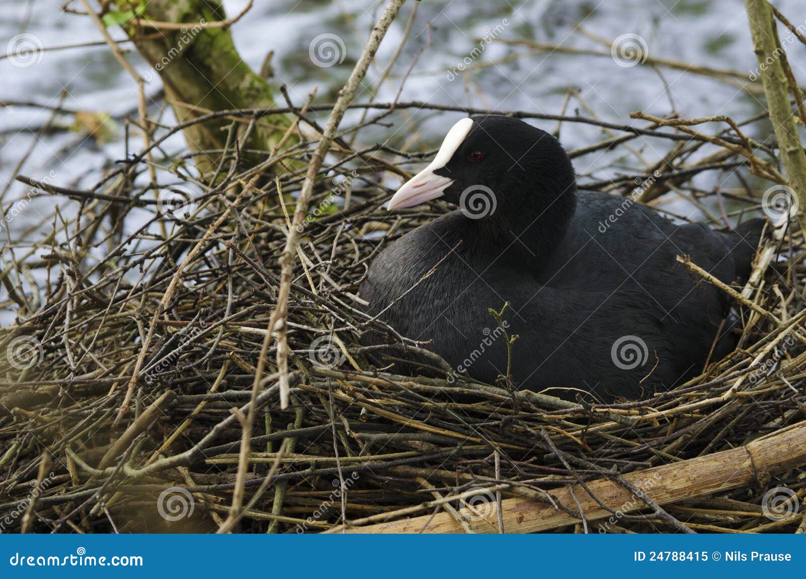 Nesting Coot stock image. Image of pets, bird, brown - 24788415