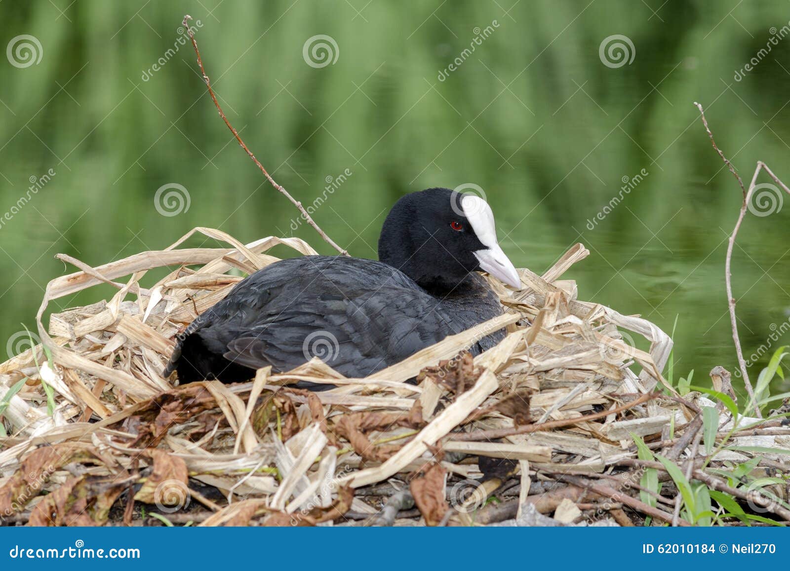 Nesting coot stock photo. Image of secure, stick, green - 62010184