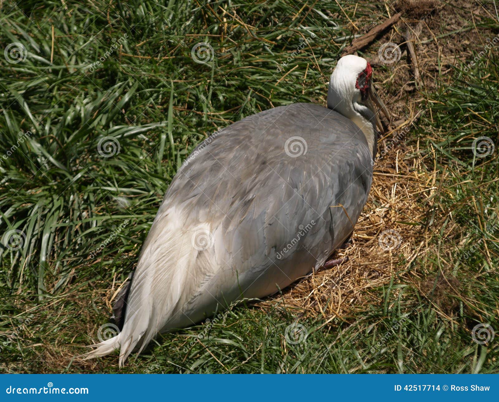 Nesting Crane stock photo. Image of nesting, crane, bird - 42517714