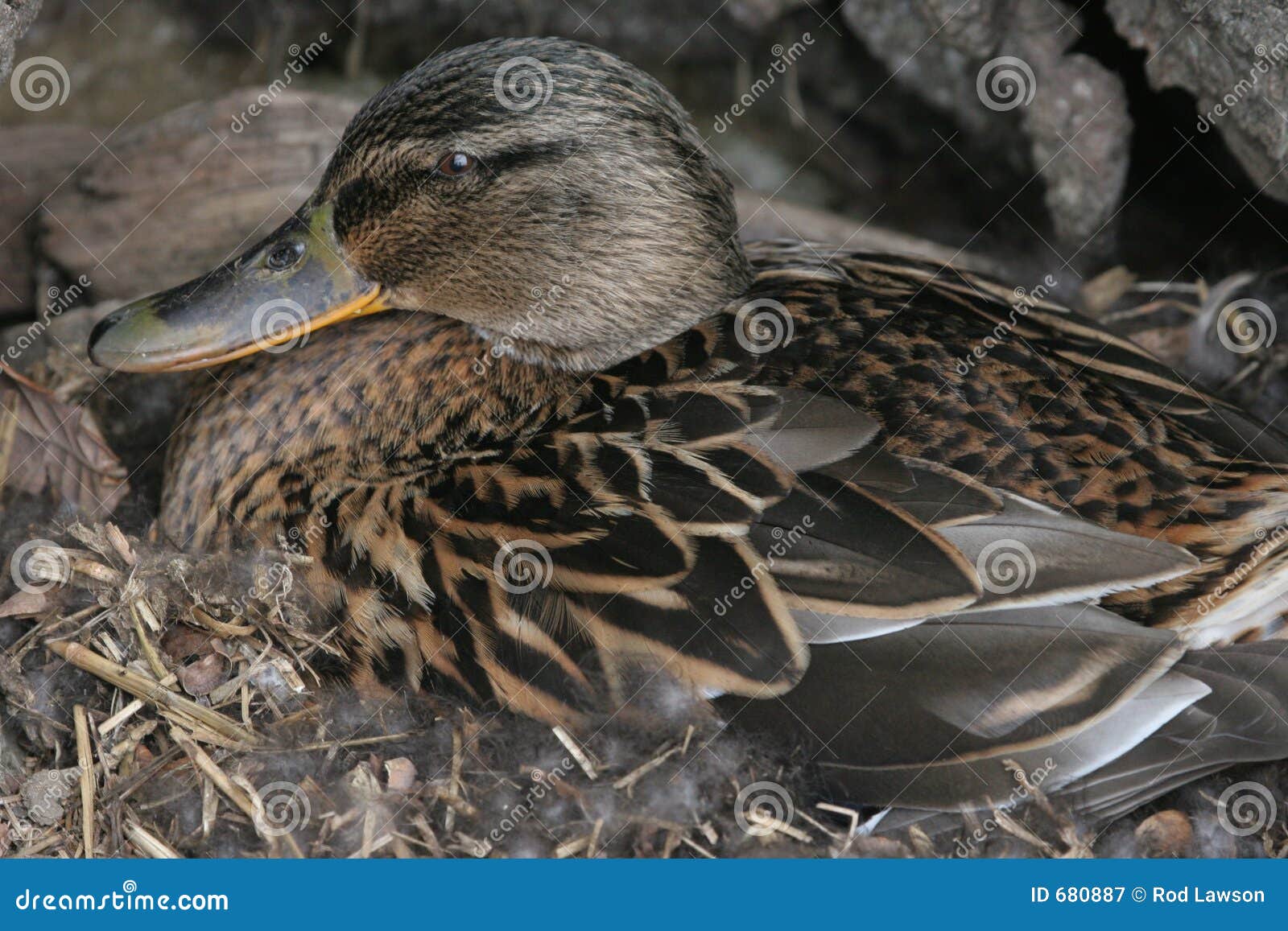 Nesting Duck stock image. Image of wing, protect, bill - 680887