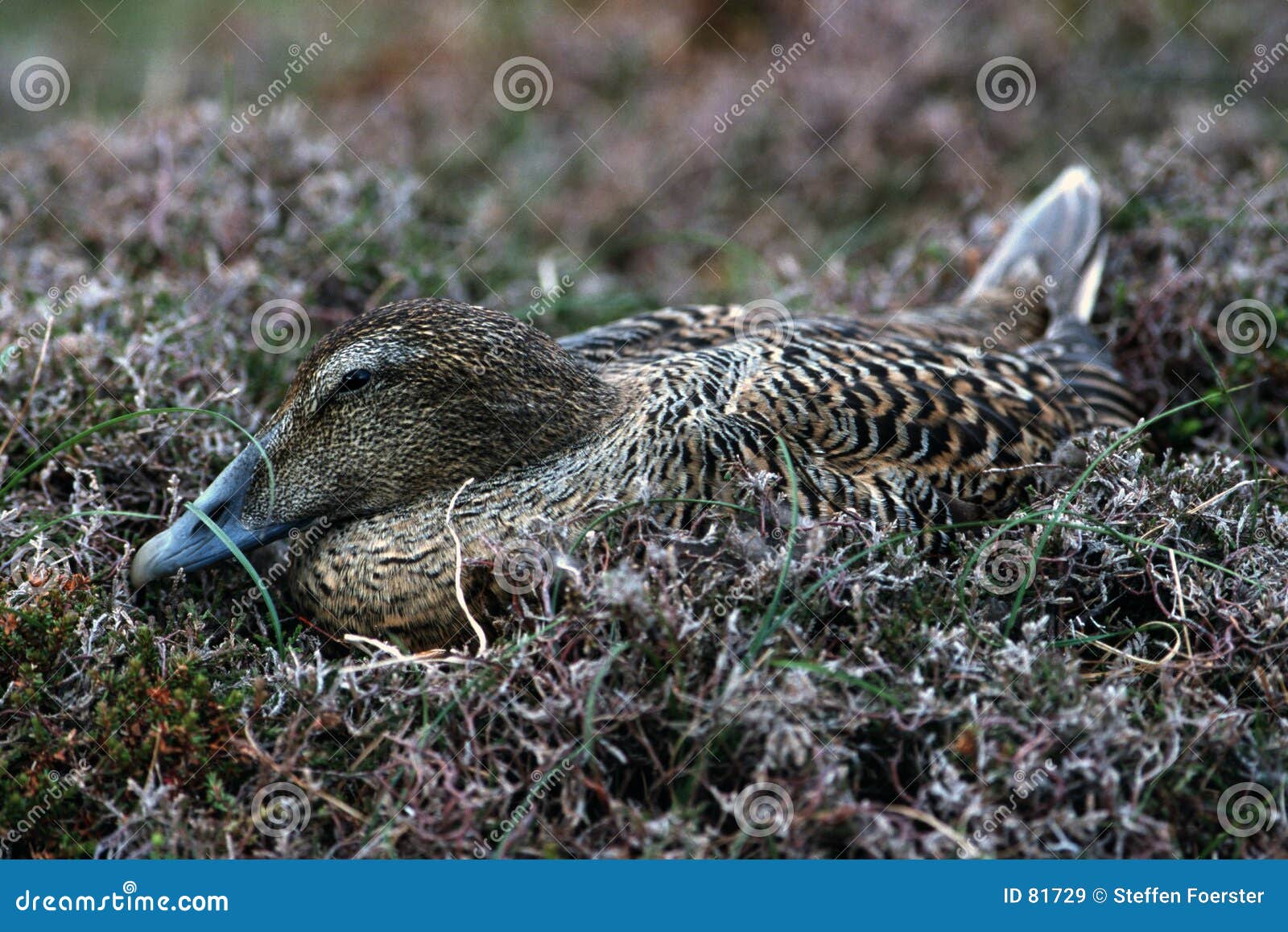 Nesting Duck stock image. Image of brown, duck, nest, europe - 81729