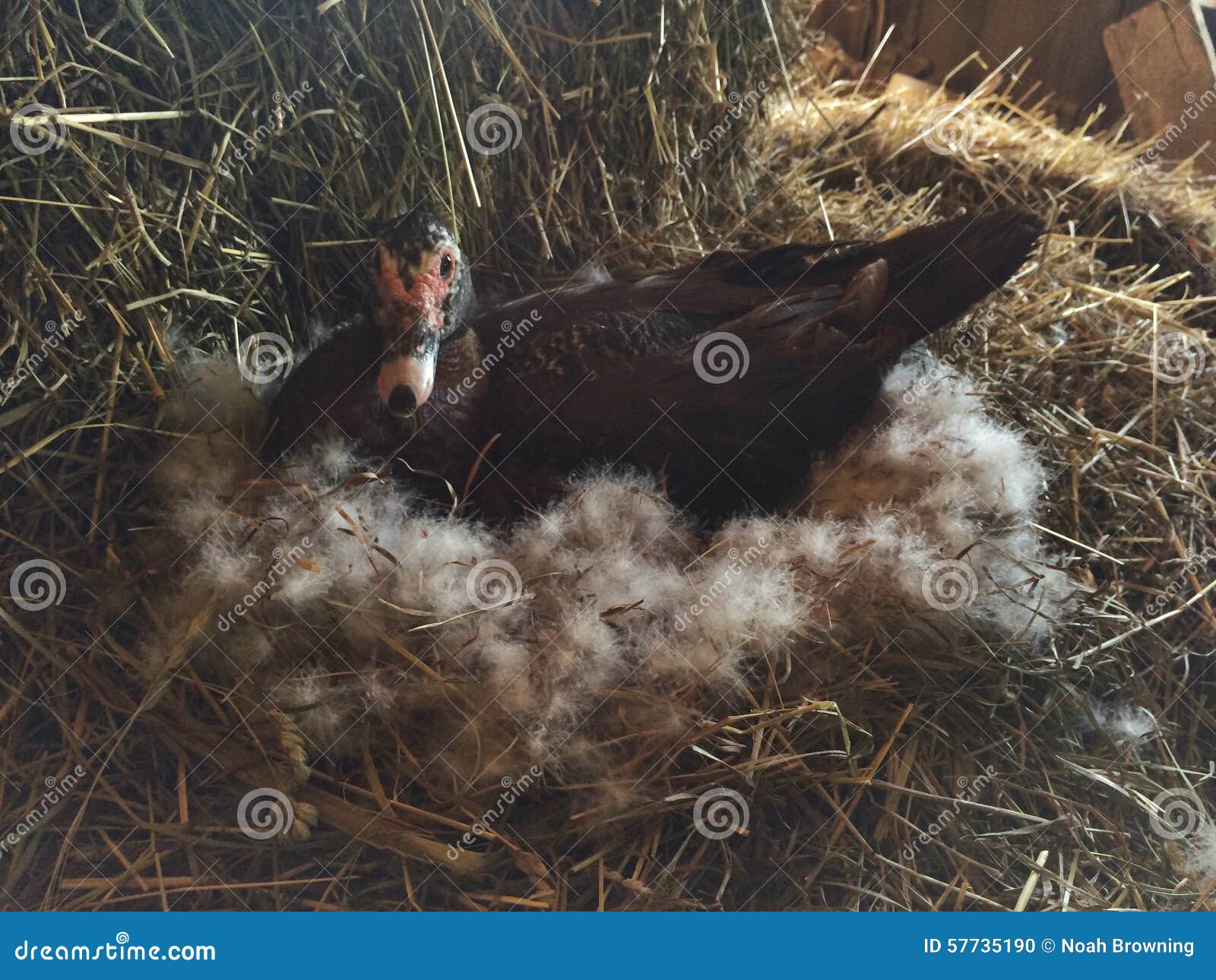Nesting Duck stock photo. Image of nesting, feathers - 57735190