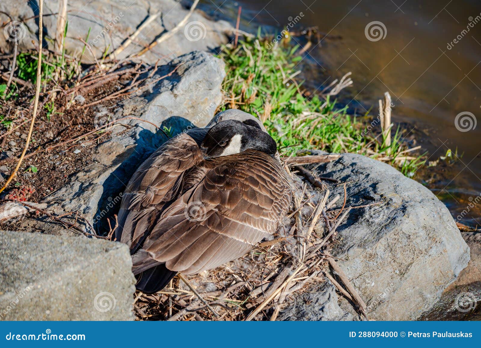 Nesting Geese on the St. Lawrence River Stock Photo - Image of woodland ...