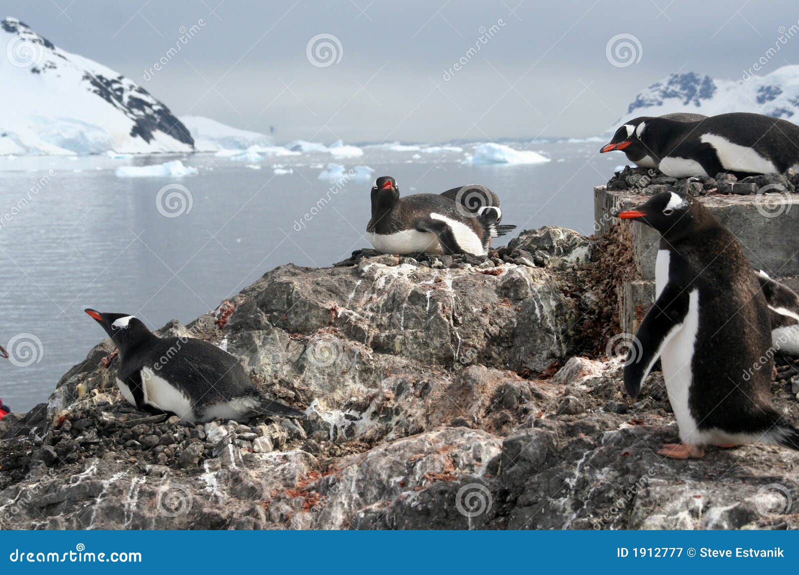 Nesting Gentoo Penguins, Group of 6 Stock Image - Image of polar, nest ...