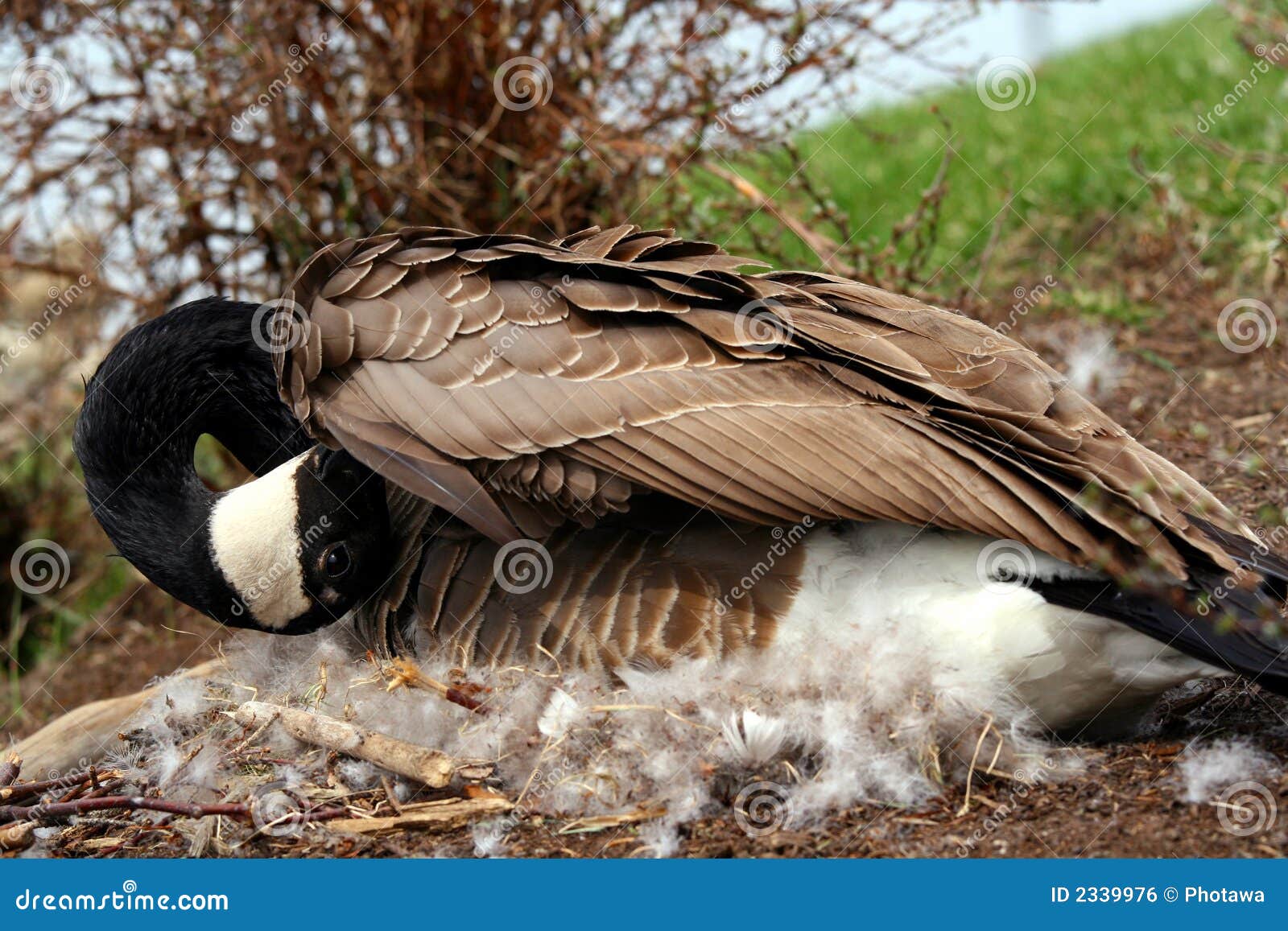 Nesting Goose stock photo. Image of wildlife, bush, brown - 2339976