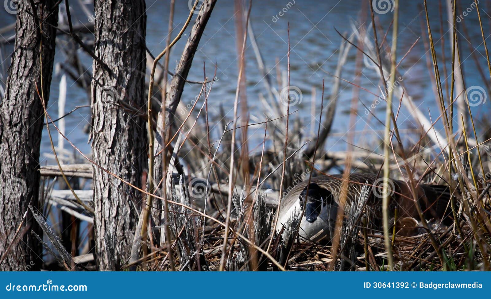 Nesting Goose stock photo. Image of trees, geese, laying - 30641392