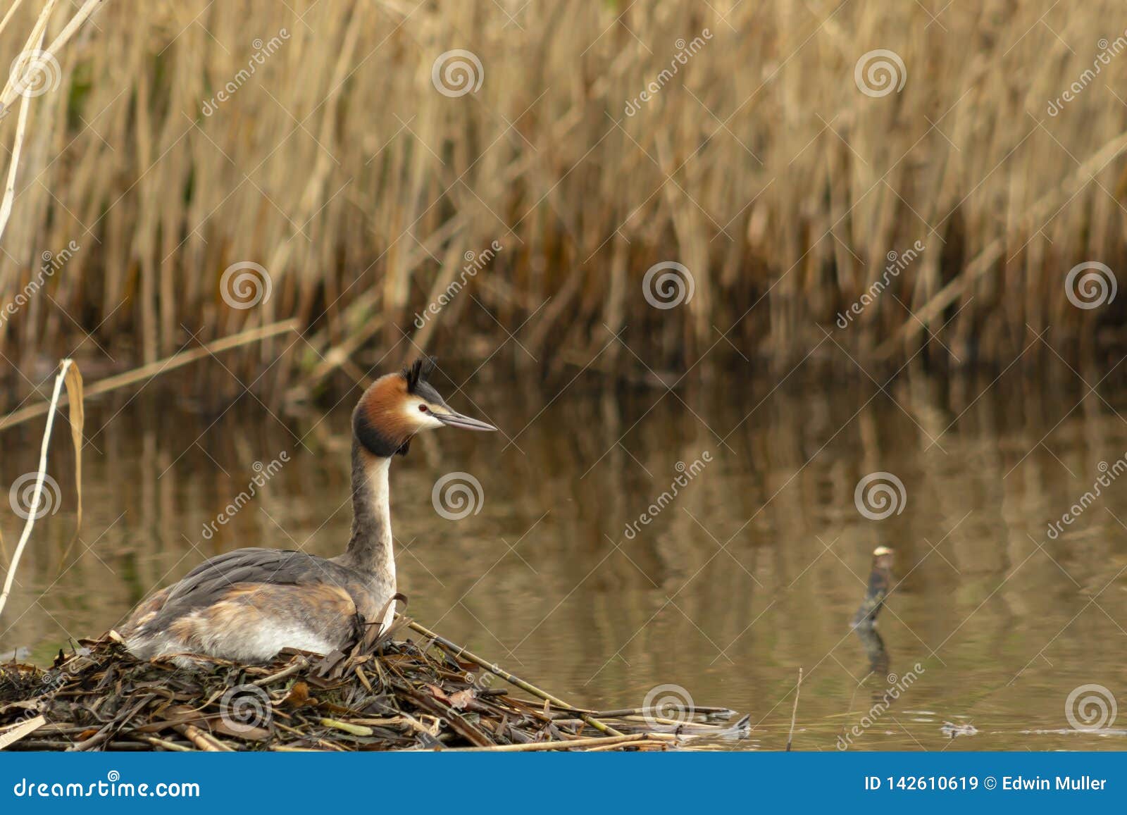 Nesting Great Crested Grebe Podiceps Cristatus Stock Image - Image of ...