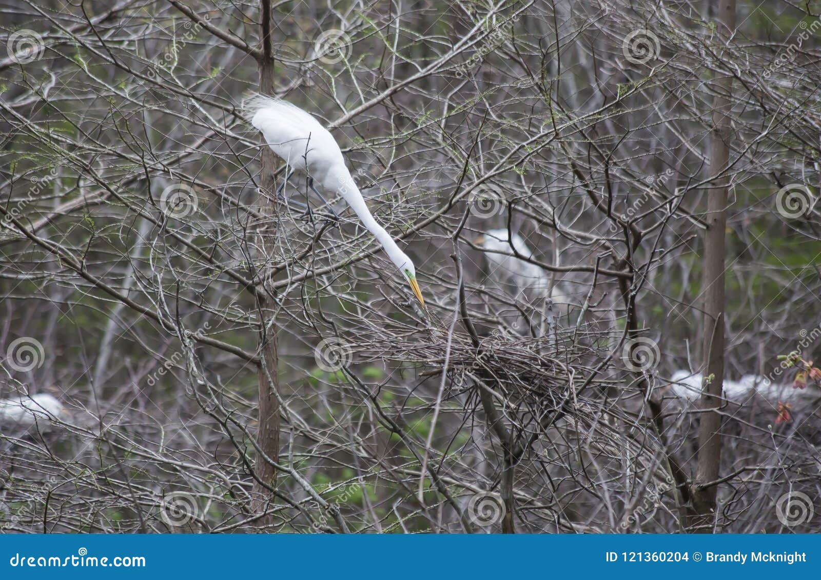 Nesting Great Egrets stock photo. Image of ecology, biology - 121360204