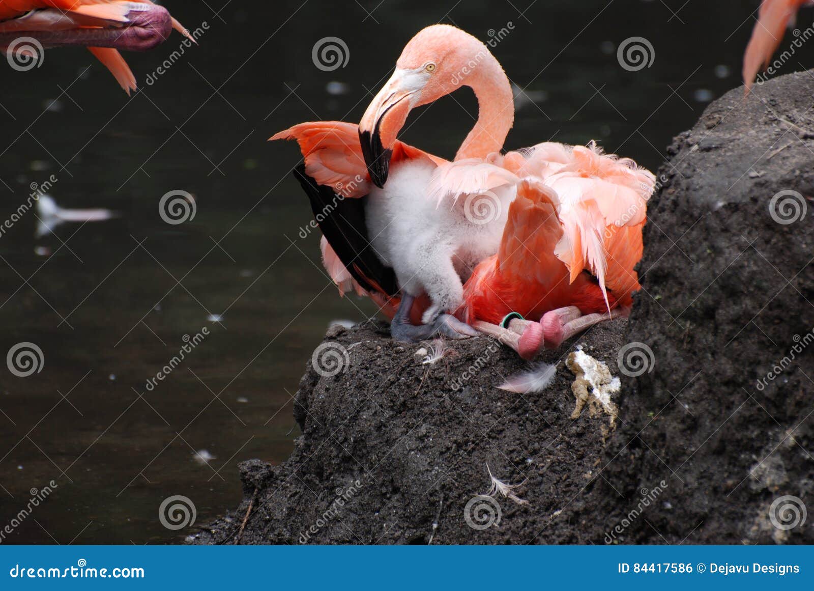 Nesting Greater Flamingo Bird Stock Photo - Image of aves, chick: 84417586