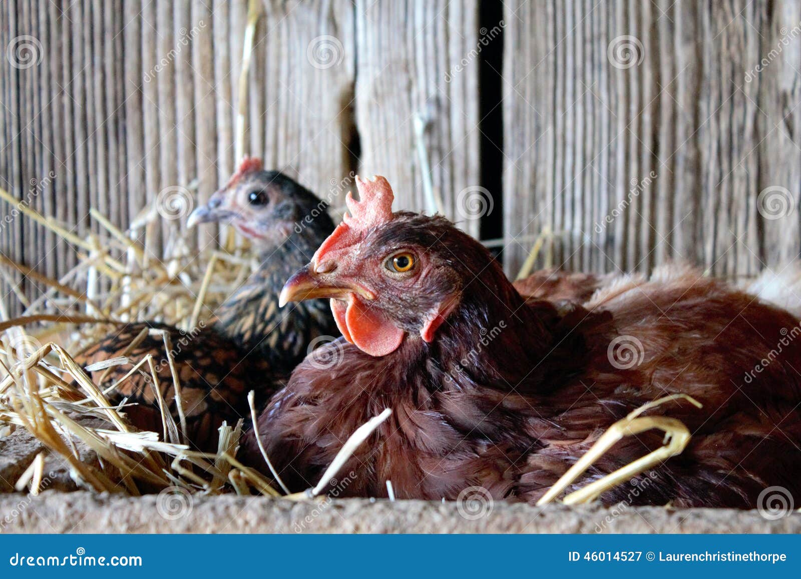 Nesting Hens stock image. Image of farm, organic, avian - 46014527