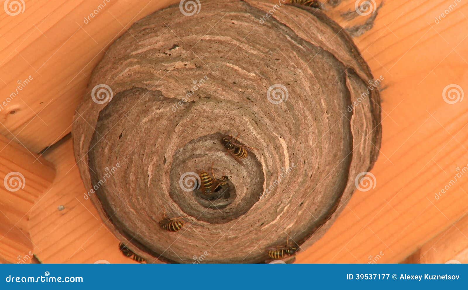 Nesting insects stock video. Video of busy, environment - 39537177