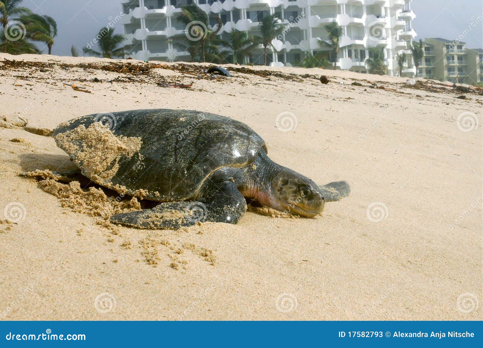 Nesting Leather Back Sea Turtle Stock Image - Image of back, cabos ...
