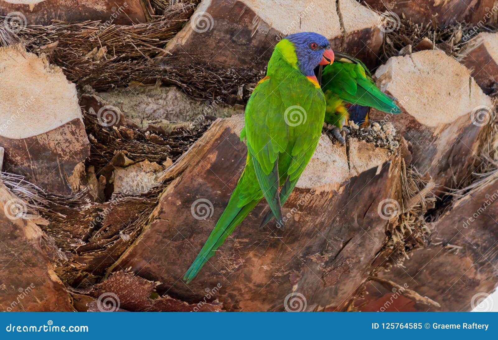 Nesting Lorikeets stock image. Image of colourful, feathered - 125764585