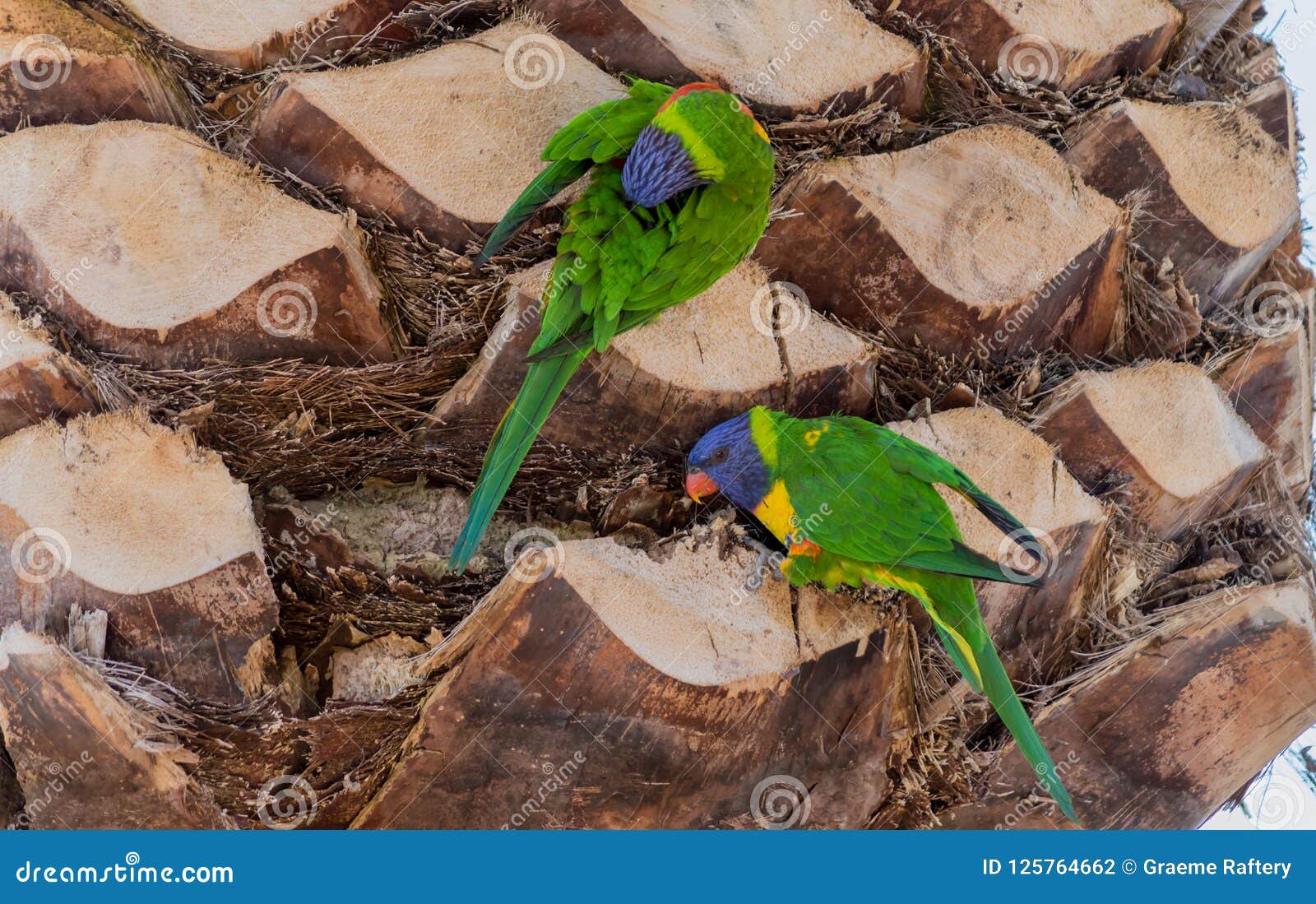 Nesting Lorikeets stock photo. Image of colorful, surburban - 125764662
