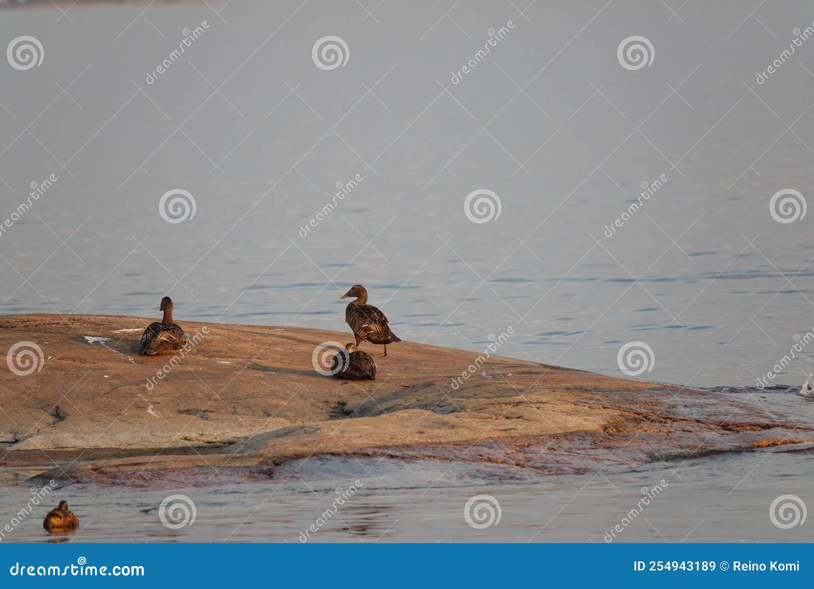 Eider drying its feathers stock image. Image of eider - 254943189