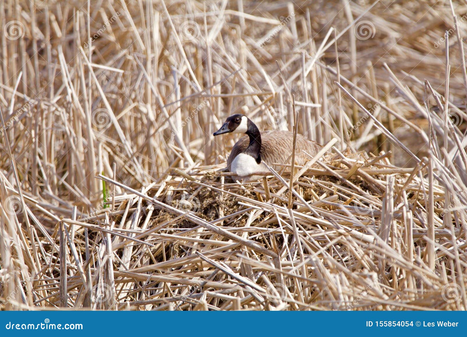 Nesting Mother Goose stock photo. Image of fauna, goose - 155854054