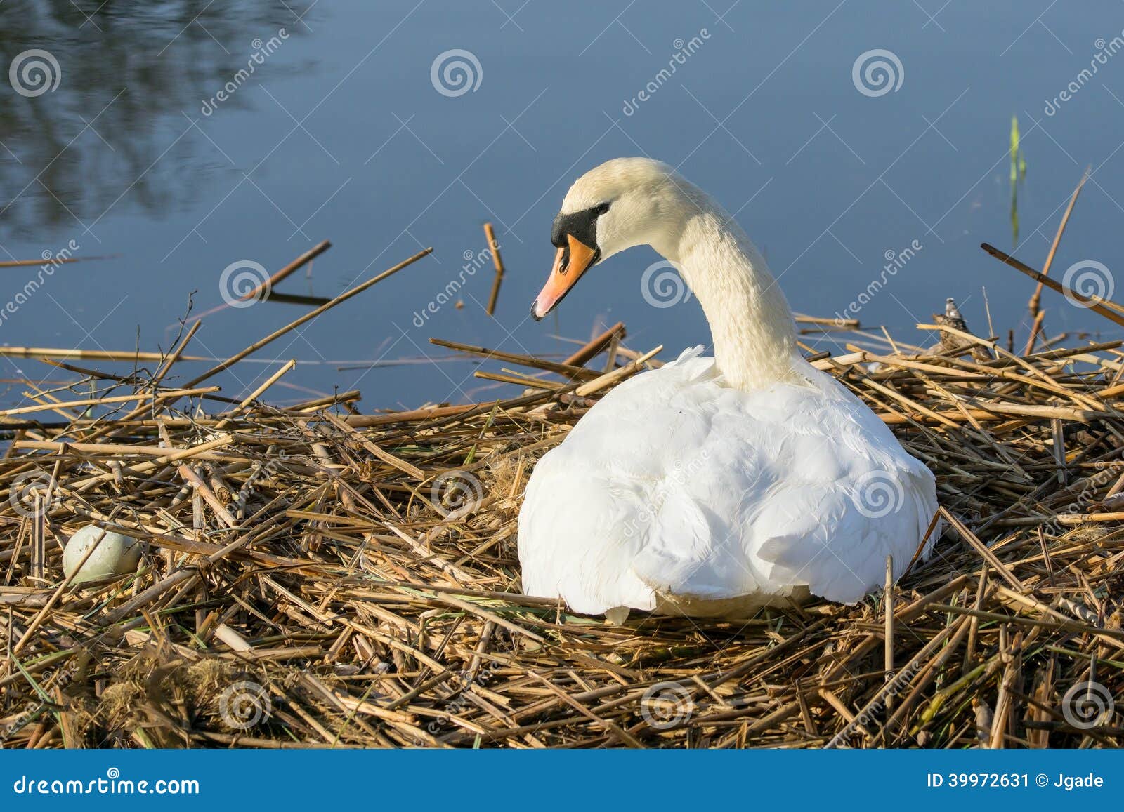 Nesting Mute Swan Stock Image Image Of Water Mute Large 39972631