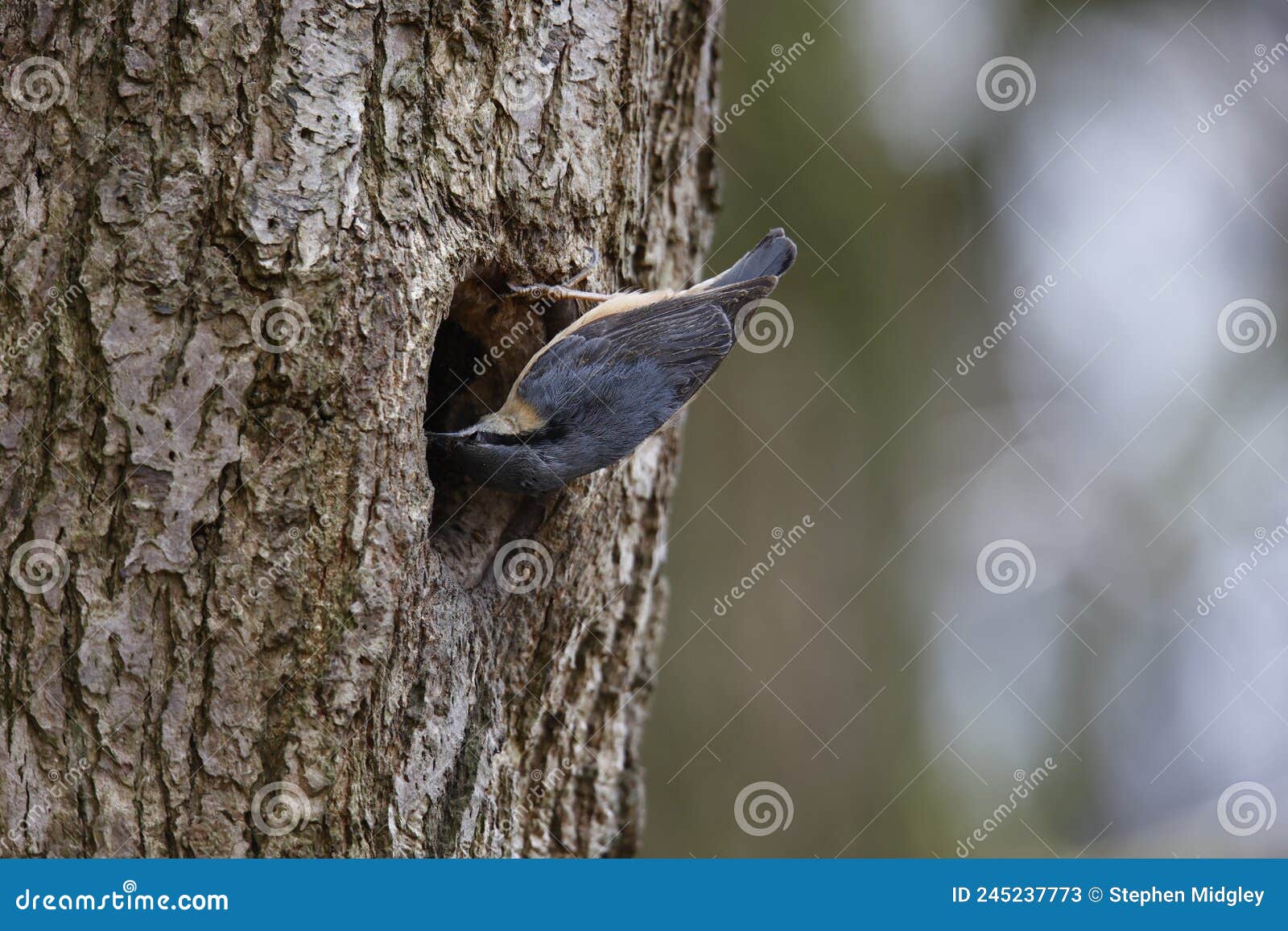Nesting Nuthatch Preparing the Nest Site Stock Image - Image of ...