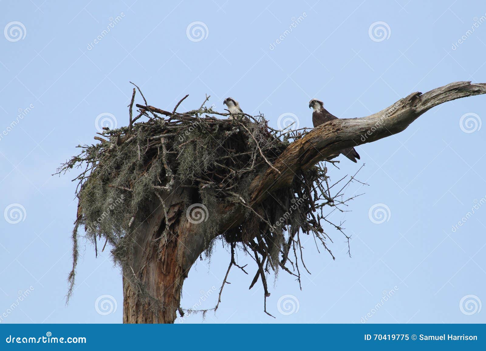 Nesting osprey birds stock image. Image of birds, nesting - 70419775