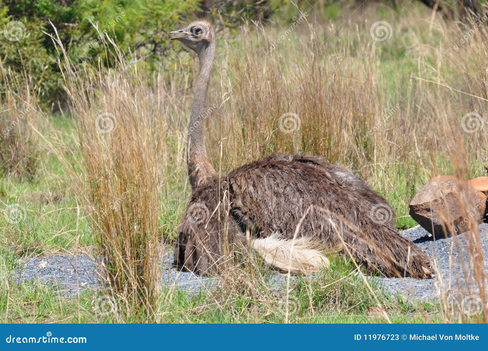 Nesting Ostrage stock image. Image of africa, animals - 11976723