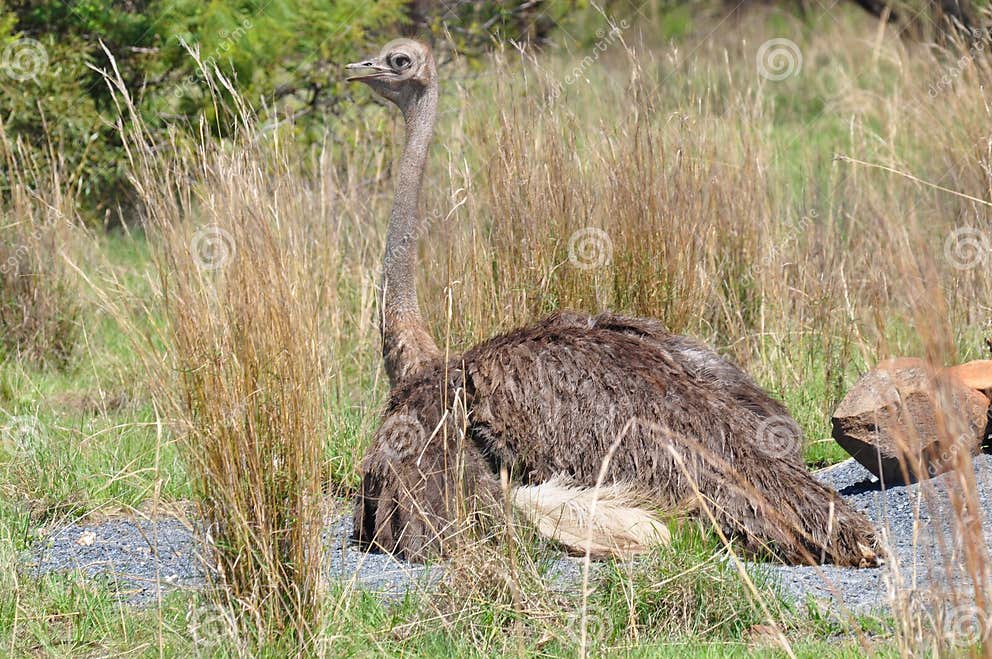 Nesting Ostrage stock image. Image of africa, animals - 11976723