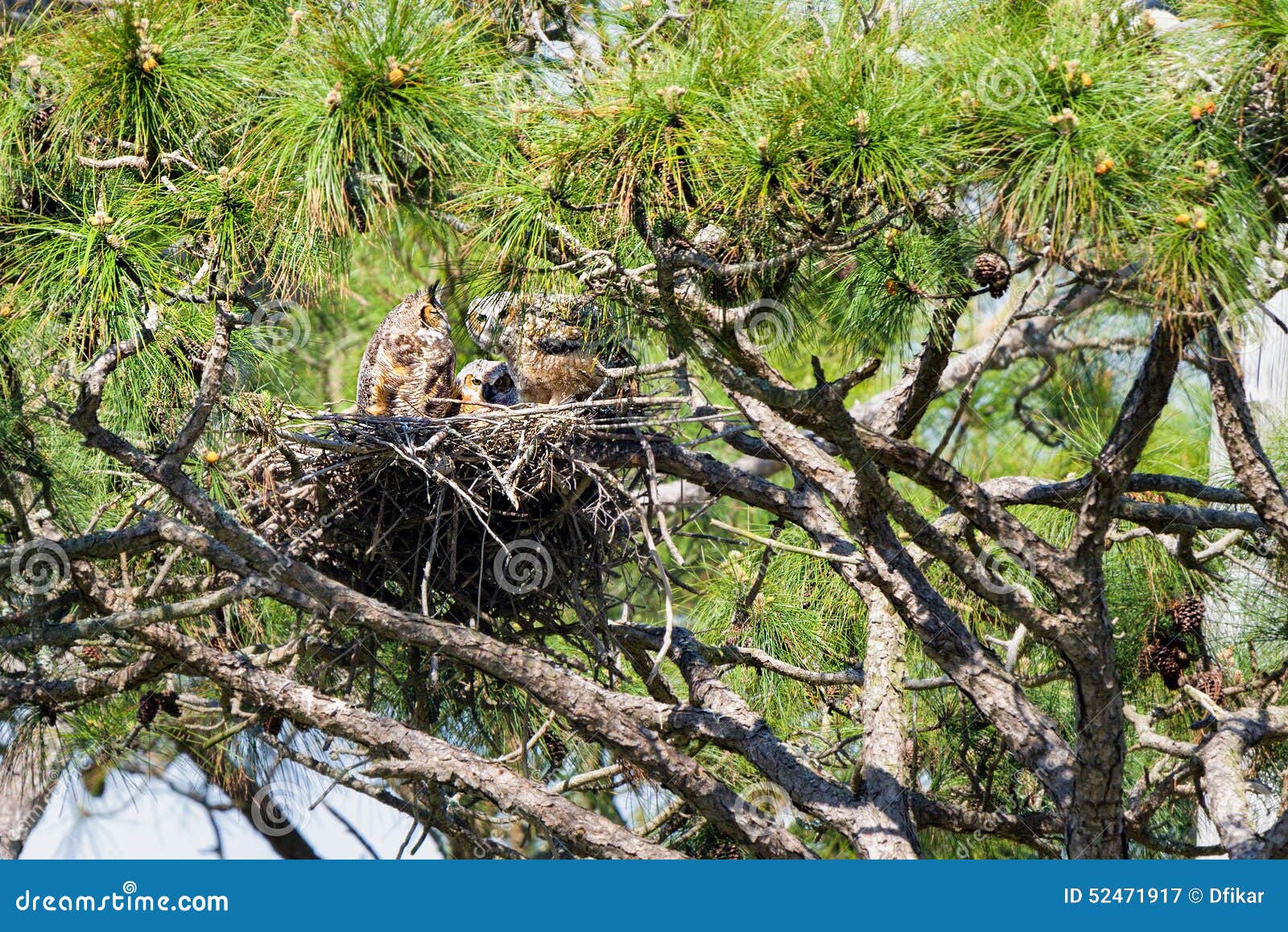 Nesting Owls stock image. Image of birds, avian, owls - 52471917