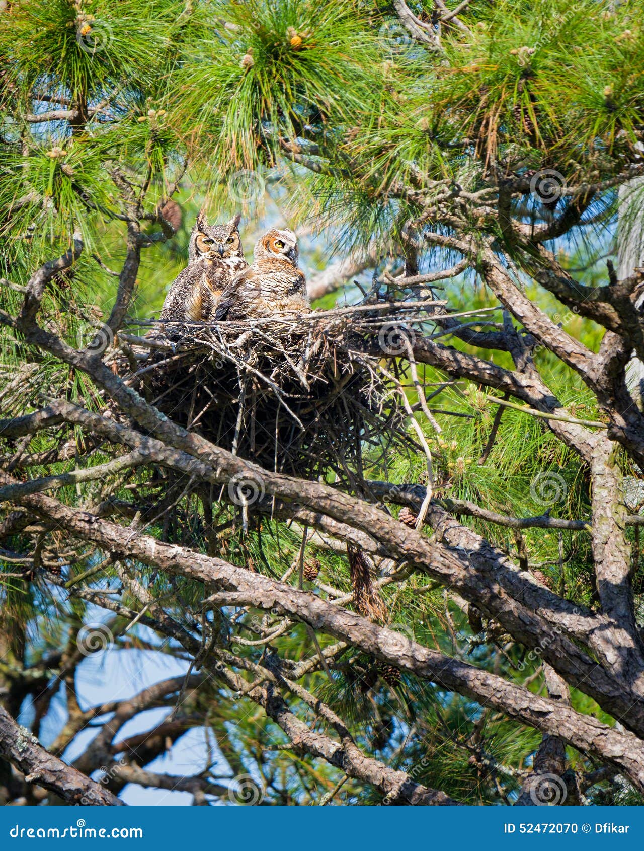 Nesting Owls stock photo. Image of bird, tree, shalimar - 52472070