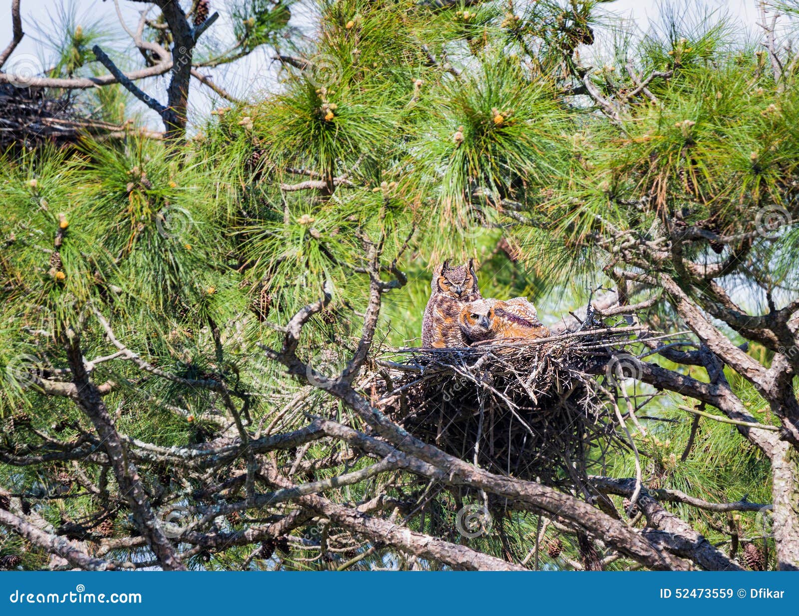 Nesting Owls stock image. Image of spring, guarding, forest - 52473559