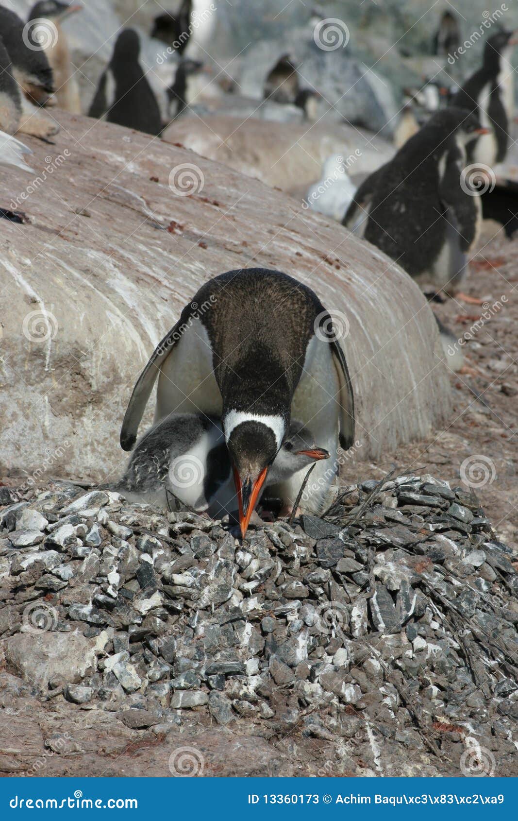 Nesting penguin stock image. Image of change, chick, vacation - 13360173