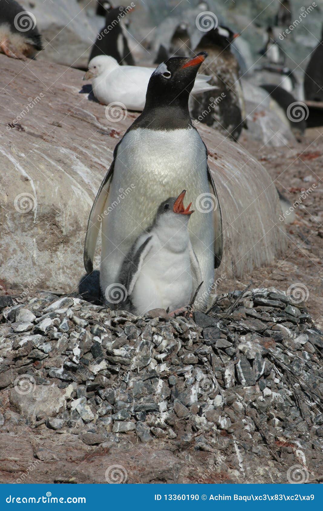 Nesting penguin stock photo. Image of idyllic, conservation - 13360190
