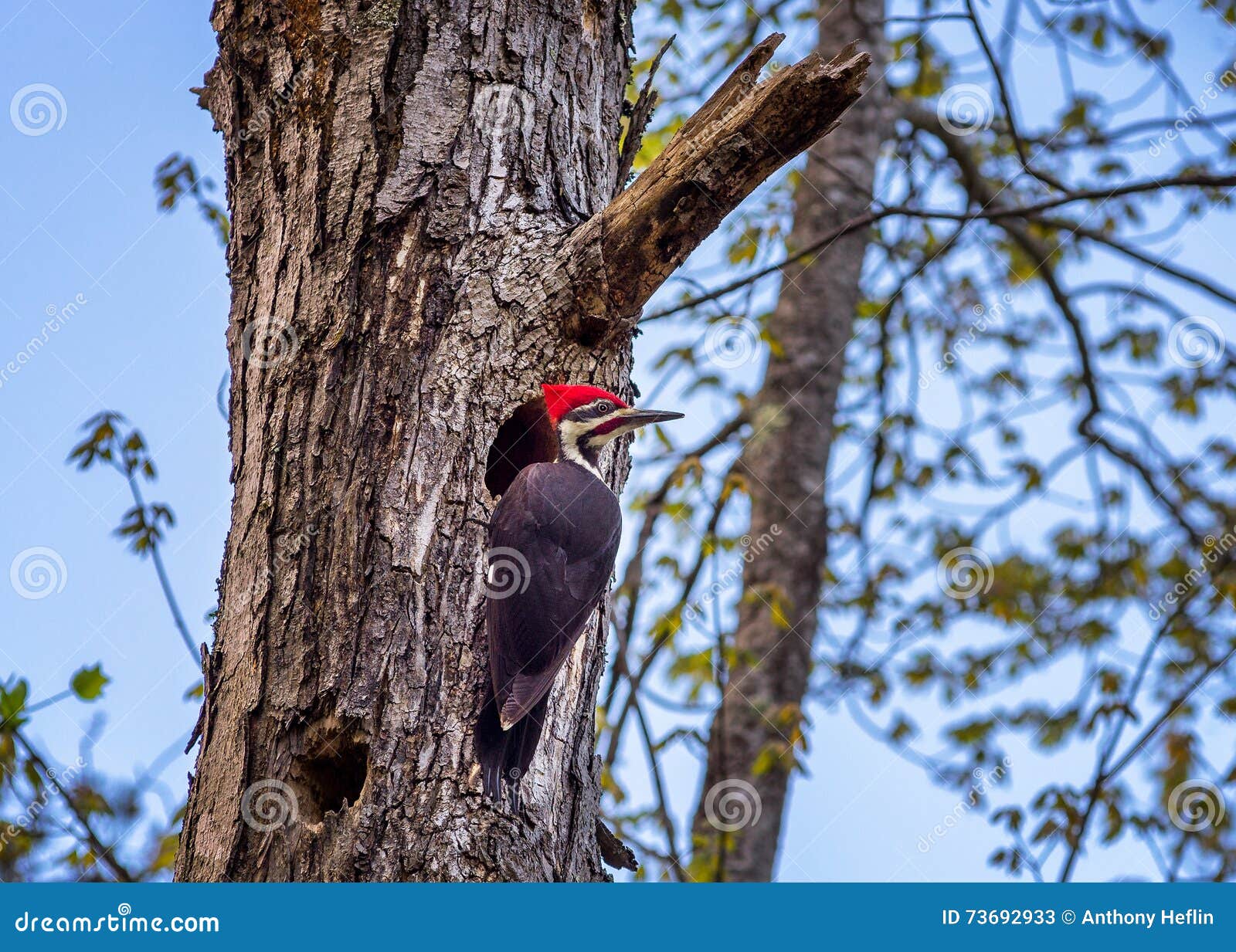 Nesting Pileated Woodpecker Stock Image - Image of babies, redheaded ...