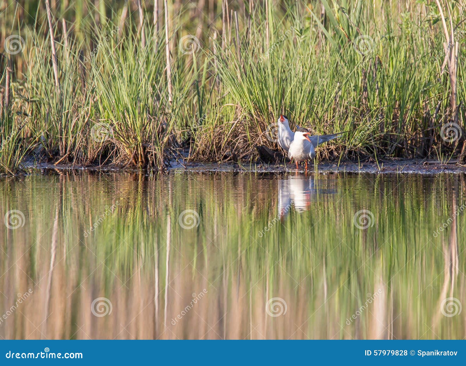 Nesting place stock photo. Image of little, socket, small - 57979828