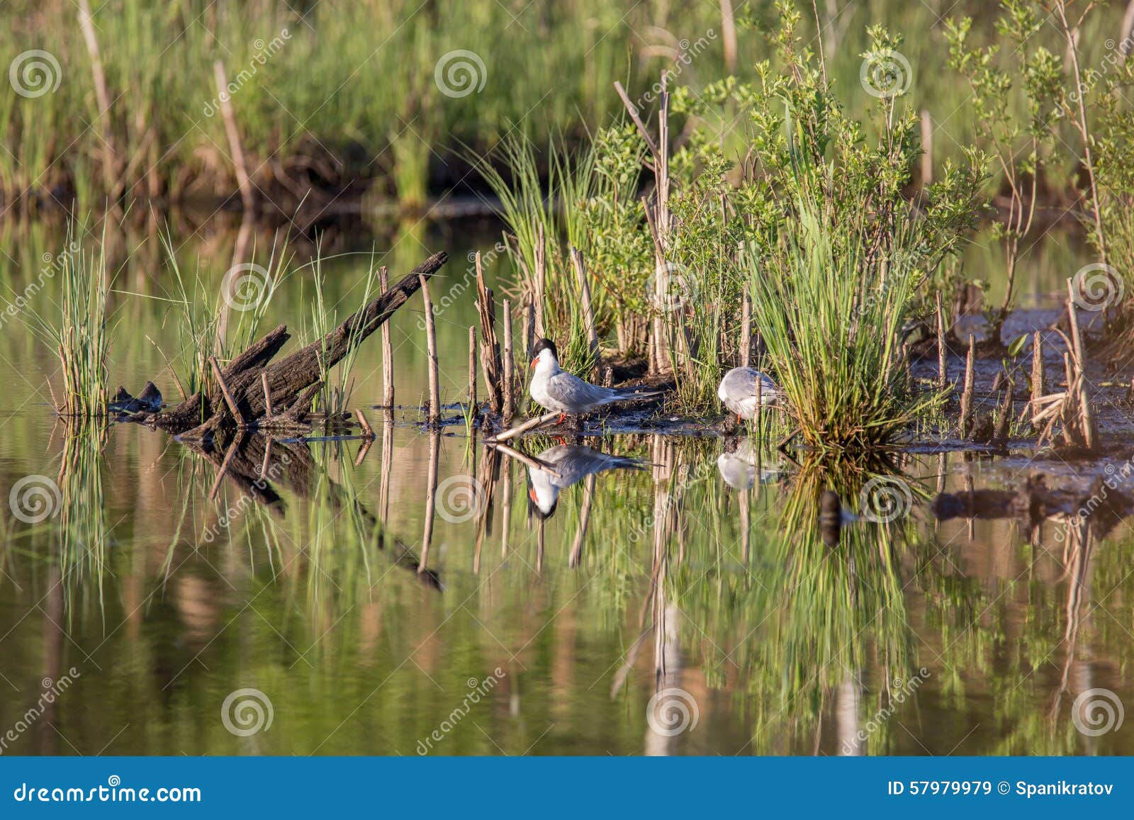 Nesting place stock image. Image of animals, albifrons - 57979979