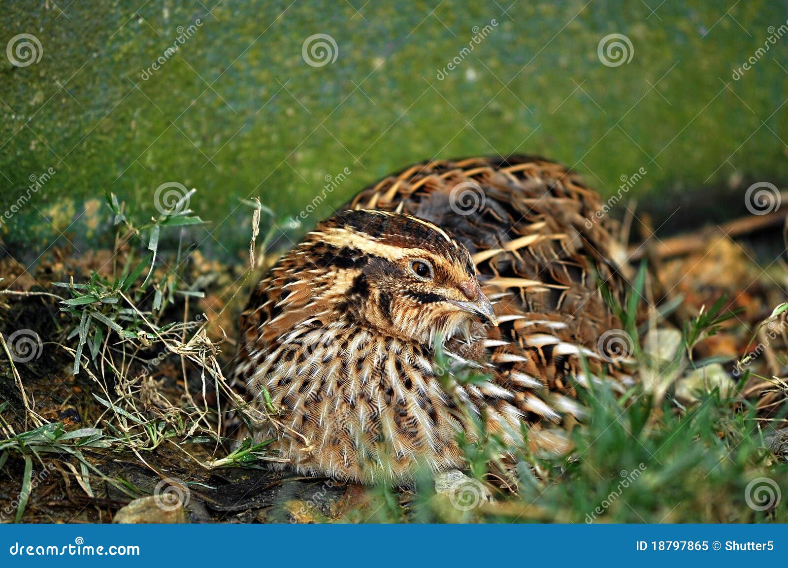 Nesting Quail bird. stock image. Image of nesting, bird - 18797865