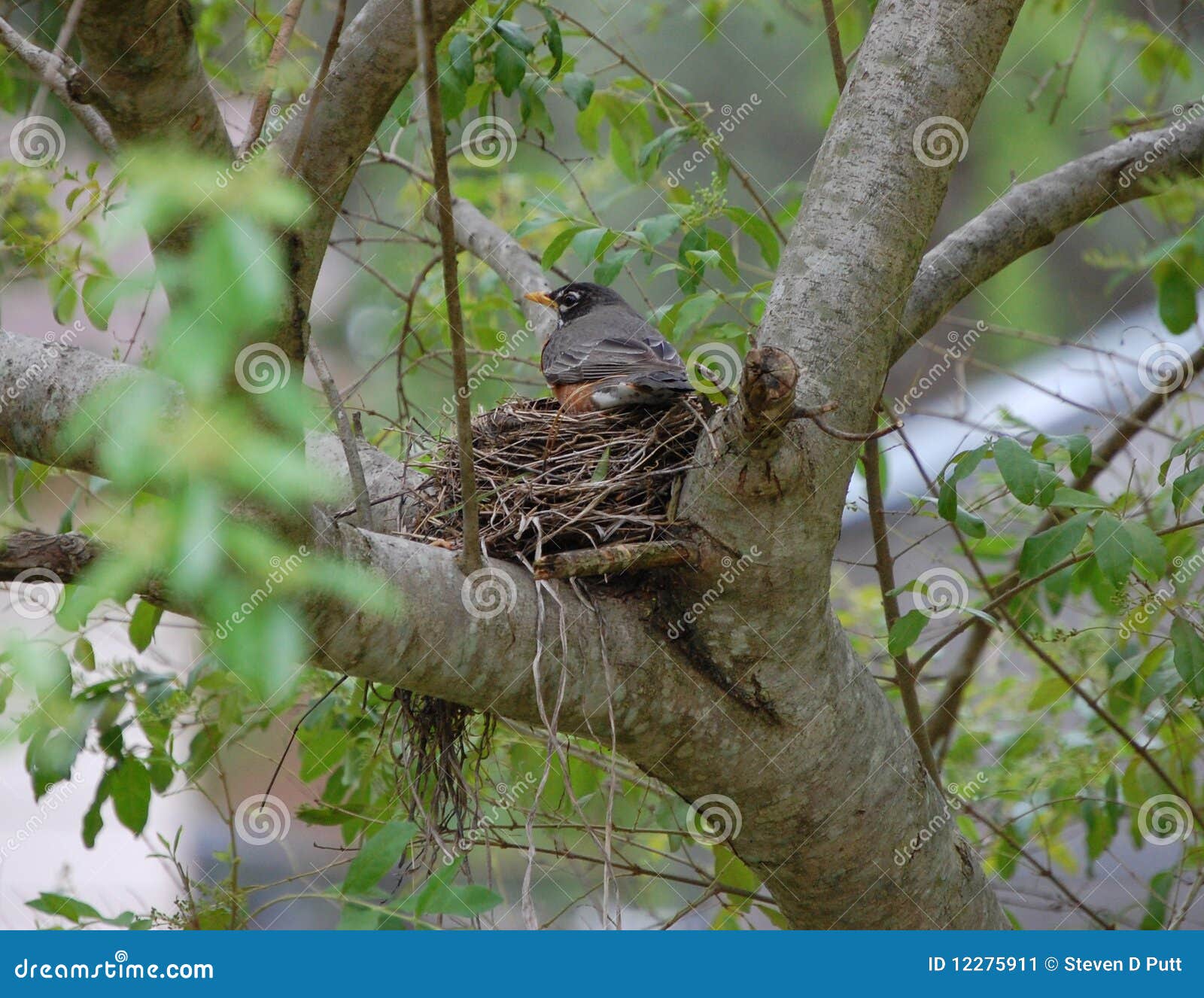 Nesting Red Robin stock image. Image of nested, nest - 12275911
