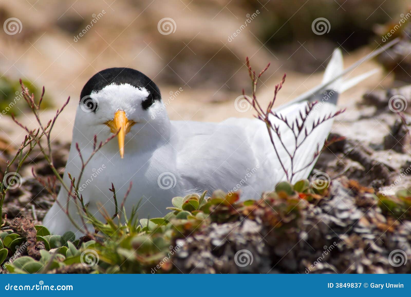 Nesting Roseate Tern stock image. Image of tern, wildlife - 3849837