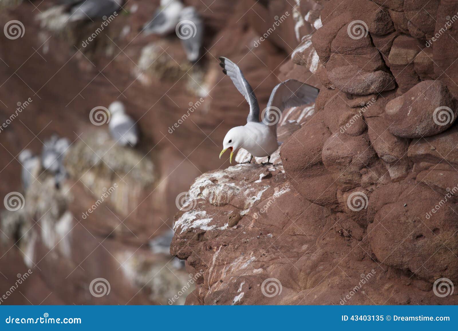 Nesting Sea Birds stock image. Image of beak, bird, cliffs - 43403135