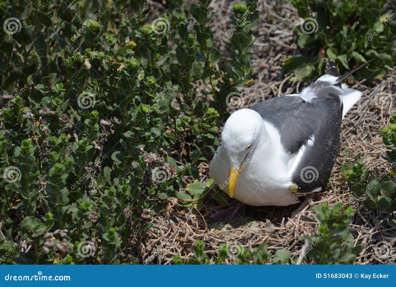 Nesting Seagull on Ground with Green Eggs. Stock Image - Image of ...