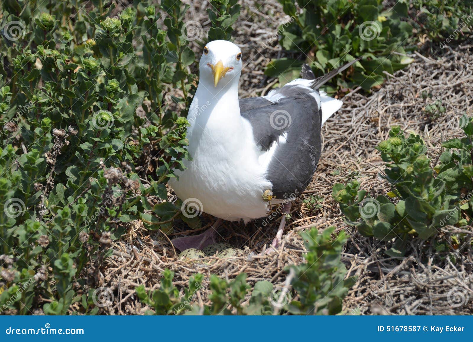 Nesting Seagull on Ground with Green Eggs. Stock Image - Image of ...
