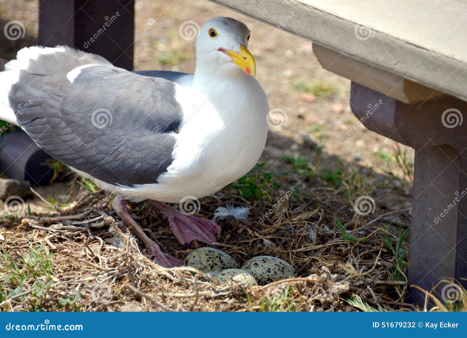 Nesting Seagull on Ground with Green Eggs. Stock Photo - Image of ...