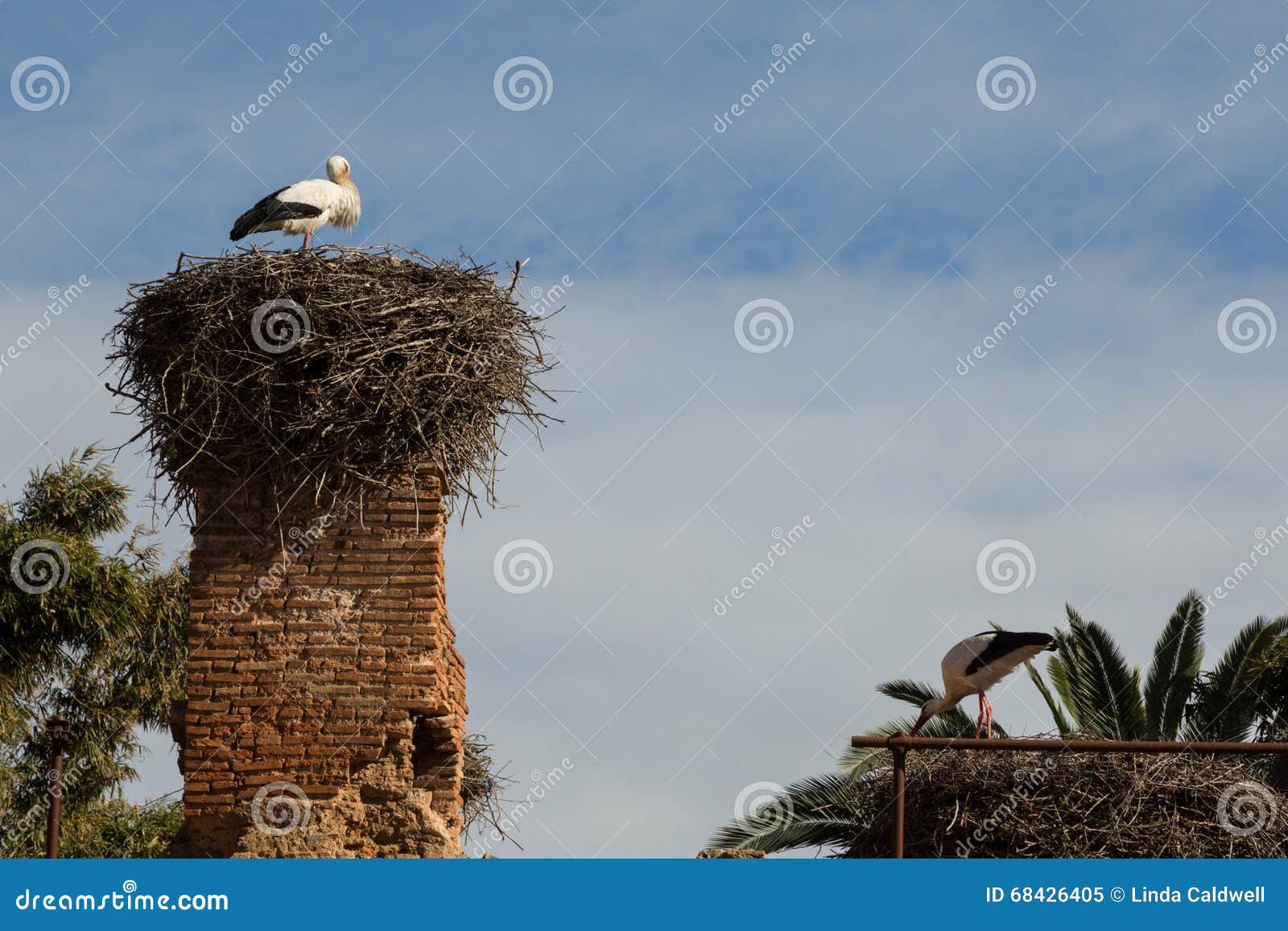 Nesting storks stock image. Image of storks, islamic - 68426405