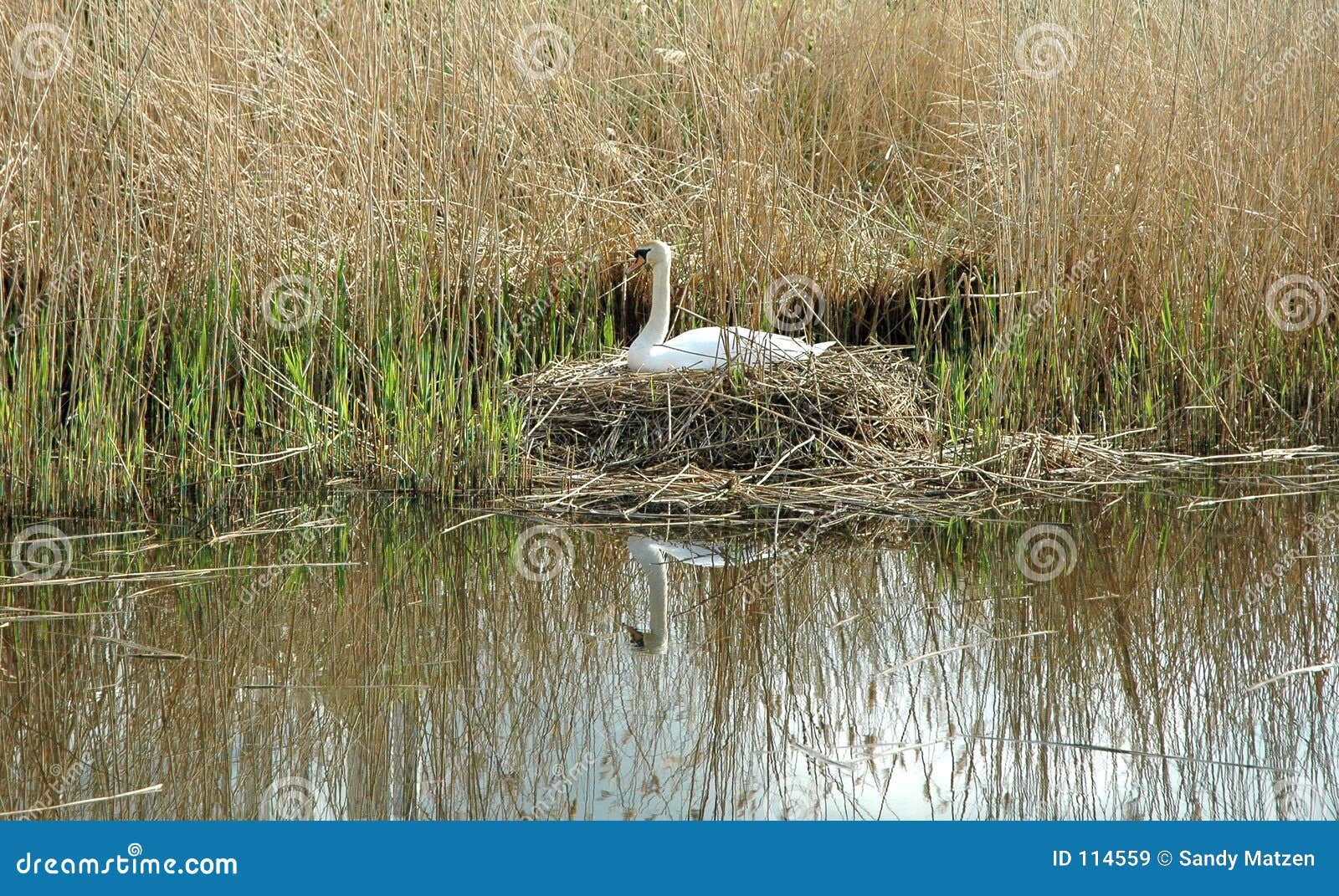 Nesting Swan stock image. Image of spring, waiting, white - 114559